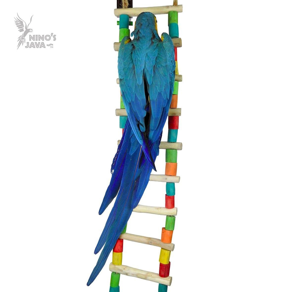 Nino's Java - Giant Ladder – Mary B Birds